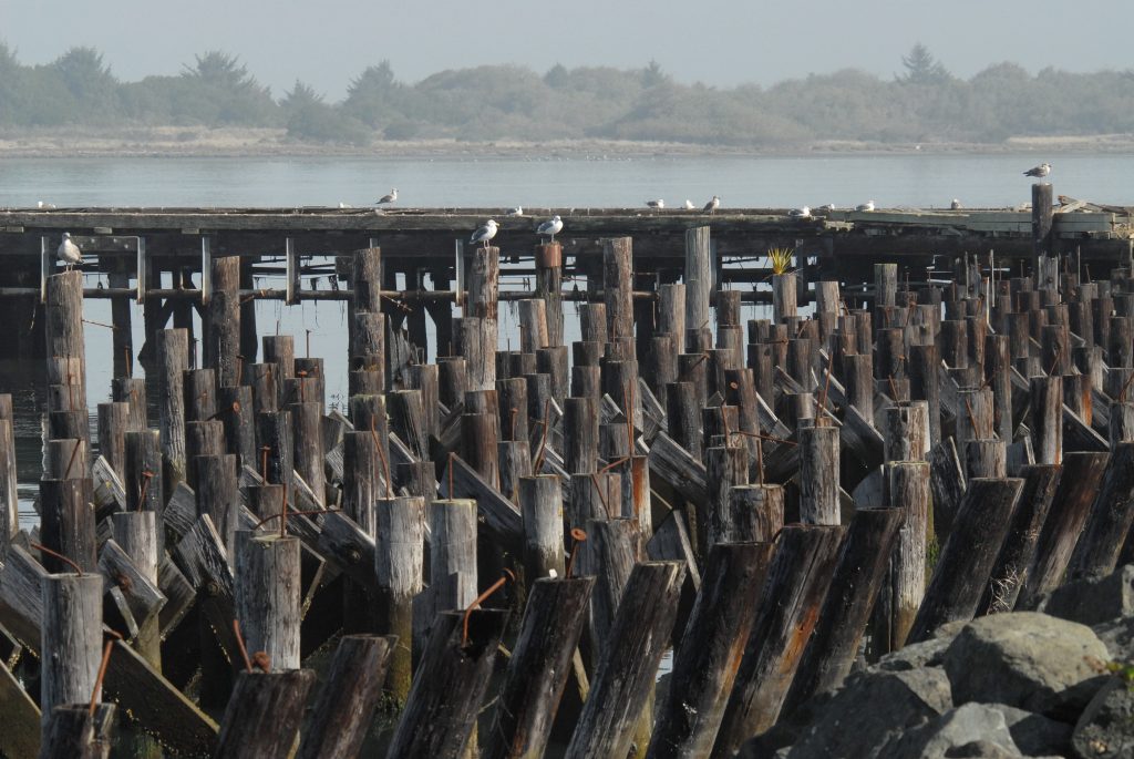 old dock pilings